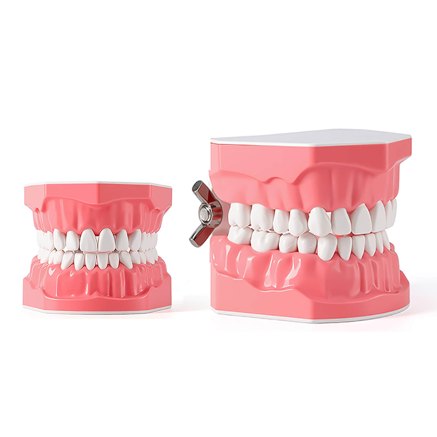 Dental 1:1 Standard /2 Times Teeth Model Brushing Flossing Practice St ...