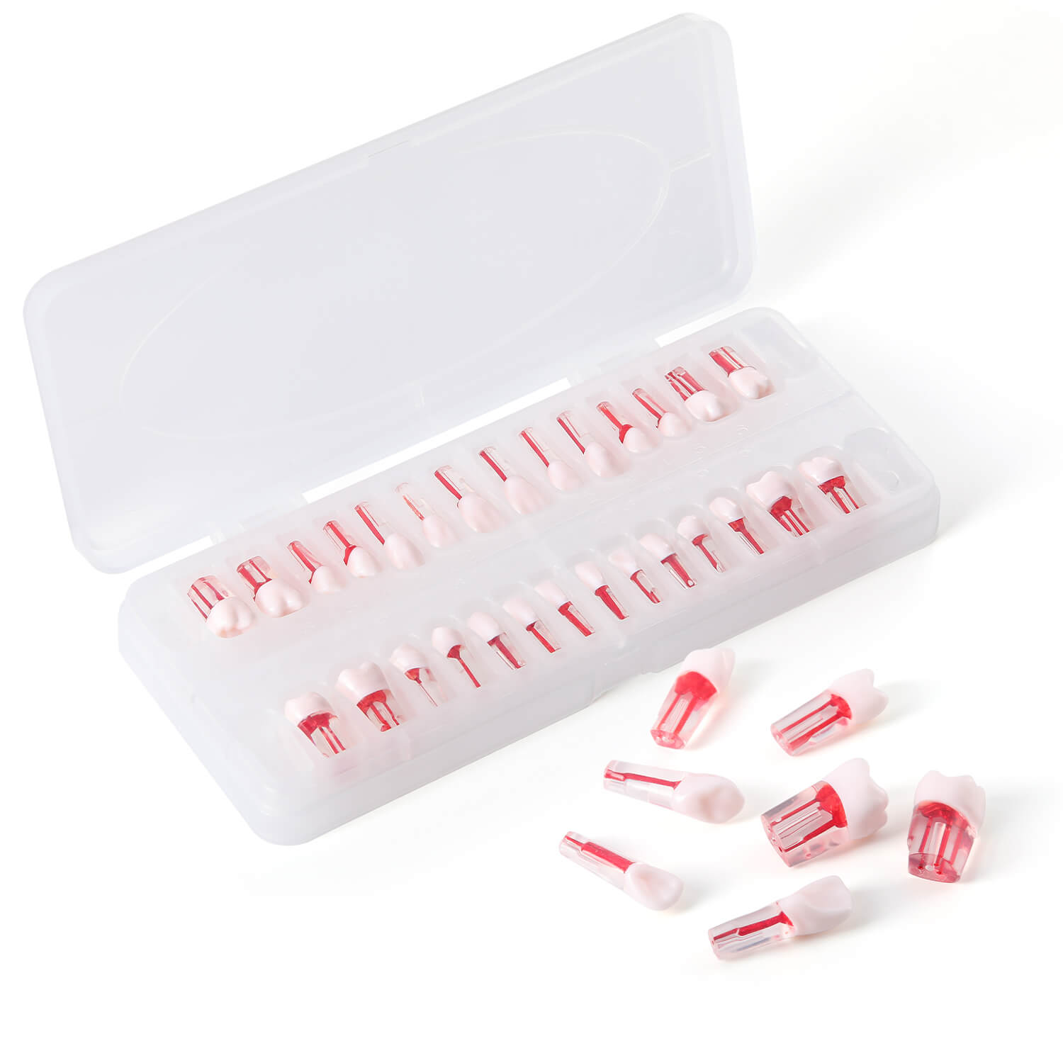 Dental RCT Root Canal Practice Model Endo Typodont Teeth 28pcs/Set – AZDENT